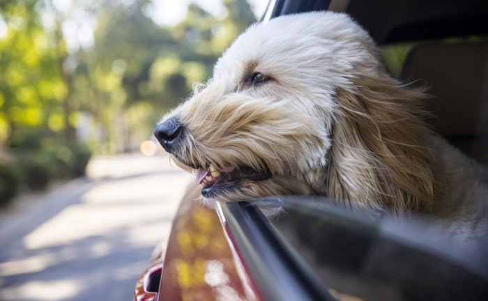How to Travel with a Dog - Instinct Pet Food
